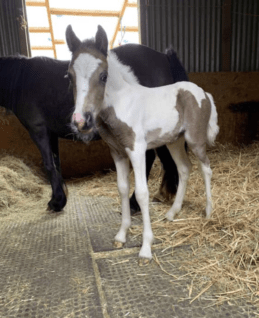 Leftover Currency - Donations to SAFE