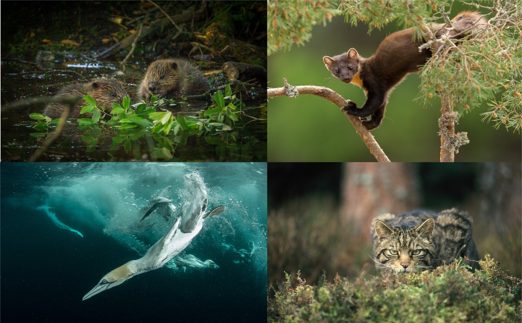 Leftover Currency - Donations to Rewilding Britain